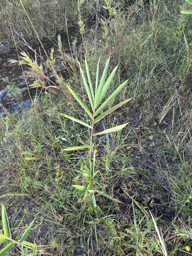 switch cane from Co Rd 1 at Little River, Monroe County, AL, USA on ...