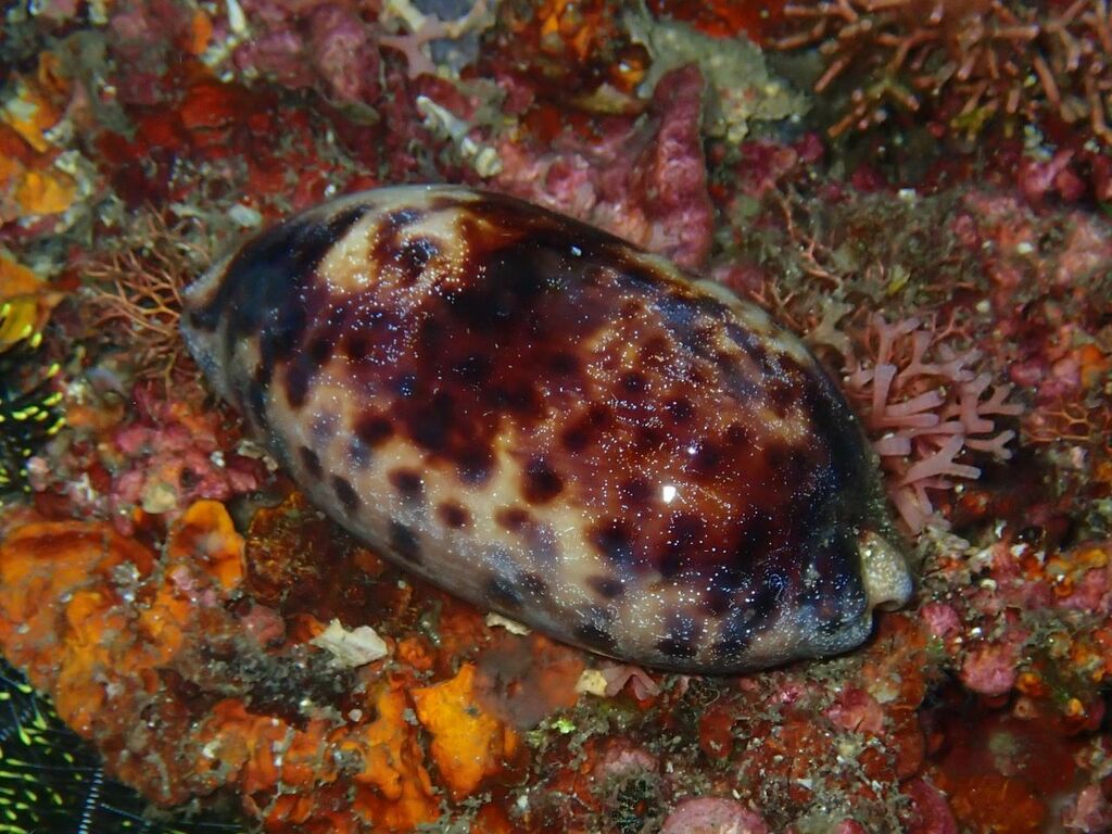 Tortoise Cowry from Bitung, ID-SW, ID on September 26, 2023 at 04:08 PM ...