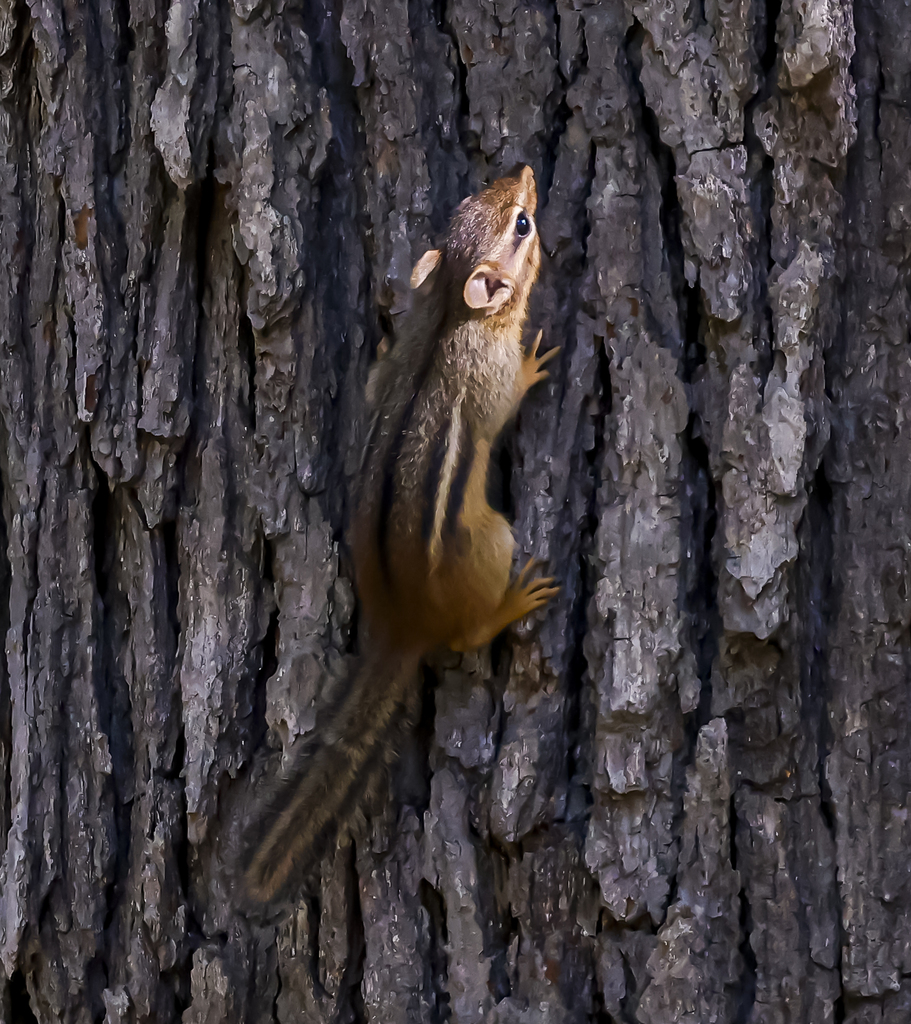 Eastern Chipmunk from 1212 Cuyahoga St, Akron, OH 44313, USA on October ...