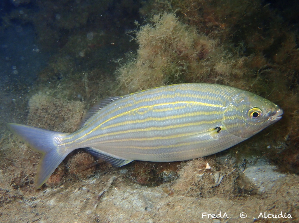 Salema Porgy (Sarpa salpa) - Marine Life Identification