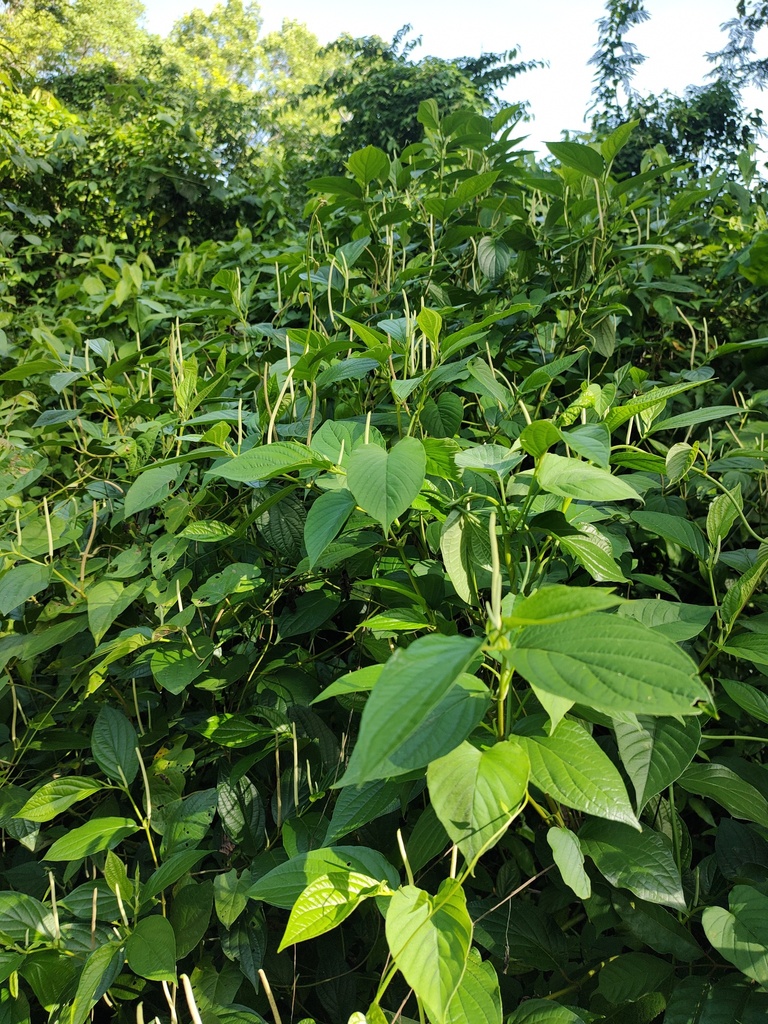 pepper plants from Palenque, Chis., México on July 25, 2023 at 04:16 PM ...