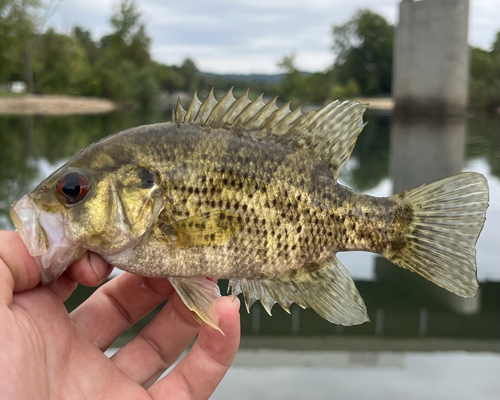 Shadow Bass from Sgt Dewayne Graham Jr Memorial Bridge, Van Buren, MO ...