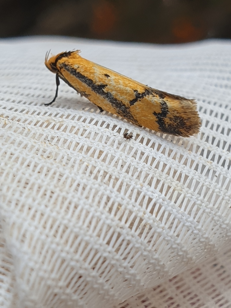 Philobota xanthastis from Cuballing, AU-WA, AU on September 30, 2023 at ...