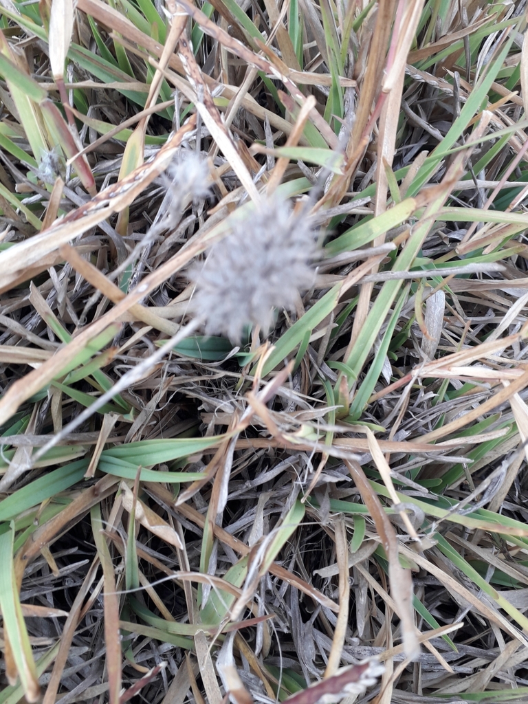 Narrow-leaved clover from City of Cape Town, ZA-WC, ZA on March 08 ...