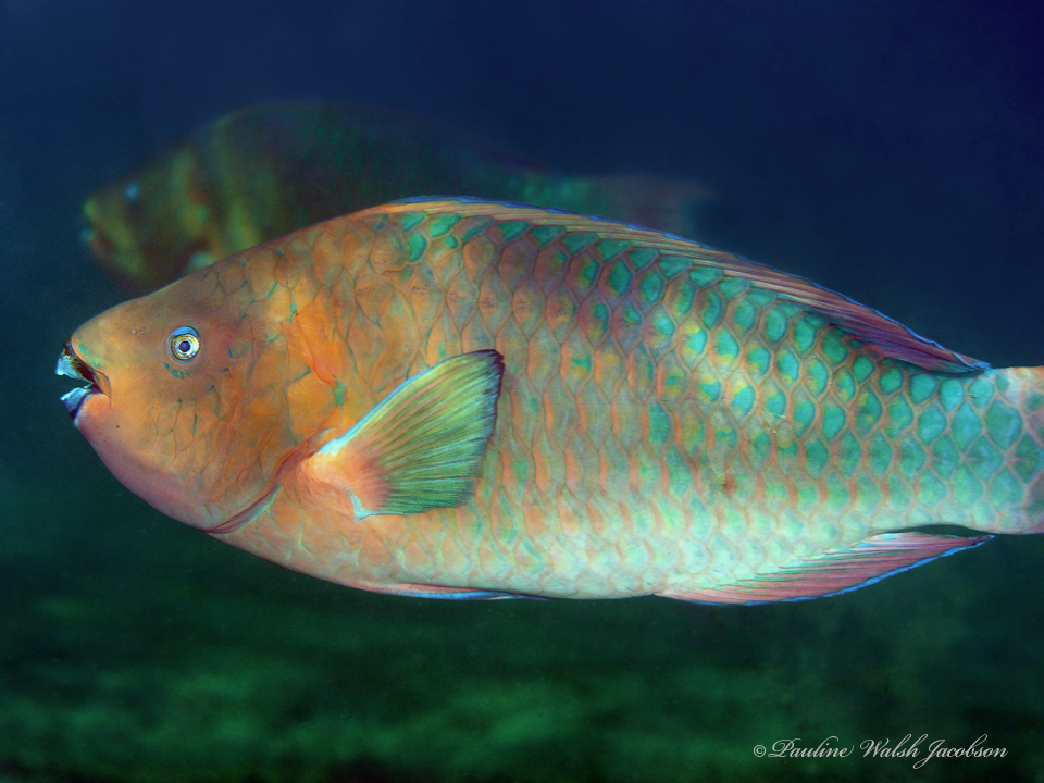 Rainbow Parrotfish (Scarus guacamaia) - Marine Life Identification