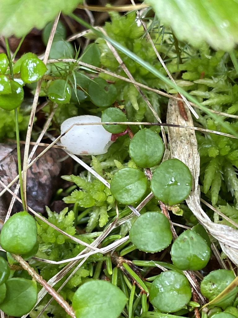 creeping snowberry in September 2023 by Lonnie Murray · iNaturalist