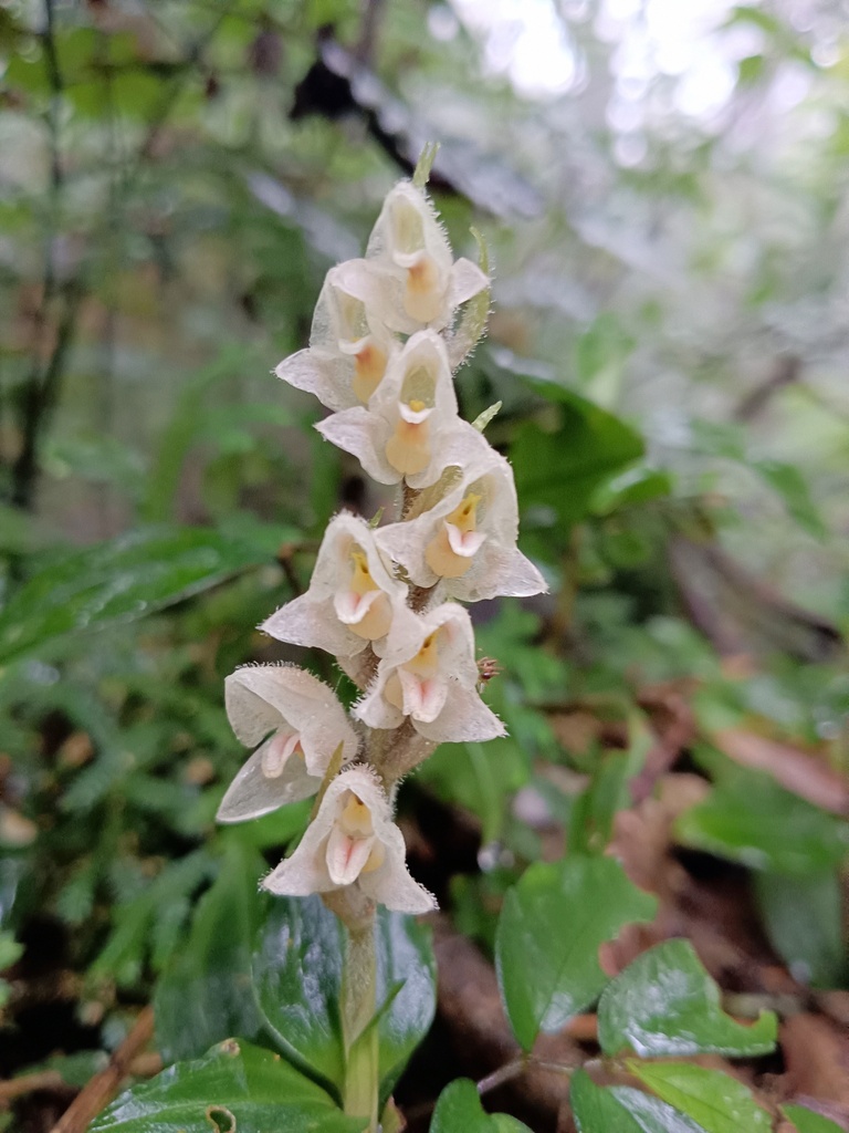 Goodyera foliosa in October 2023 by 山羌 · iNaturalist