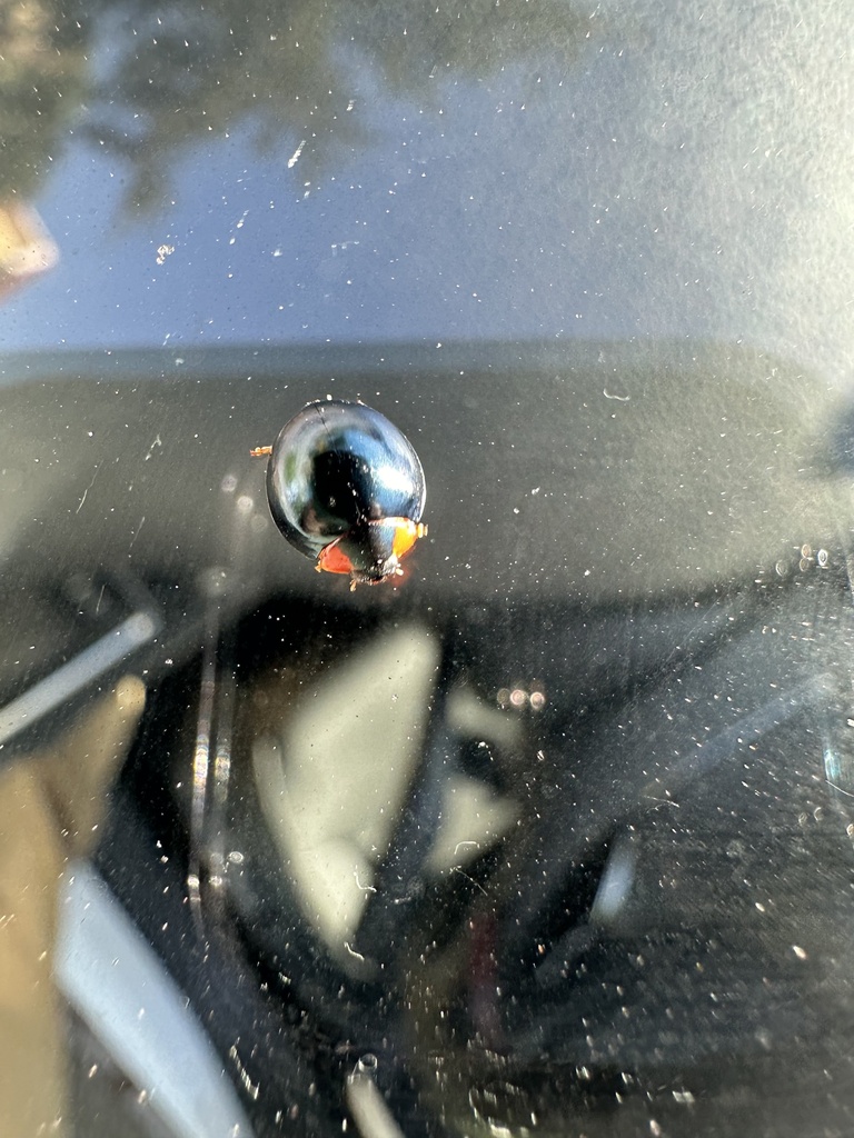 Metallic Blue Lady Beetle from College Club Loop, Fort Myers, FL, US on ...