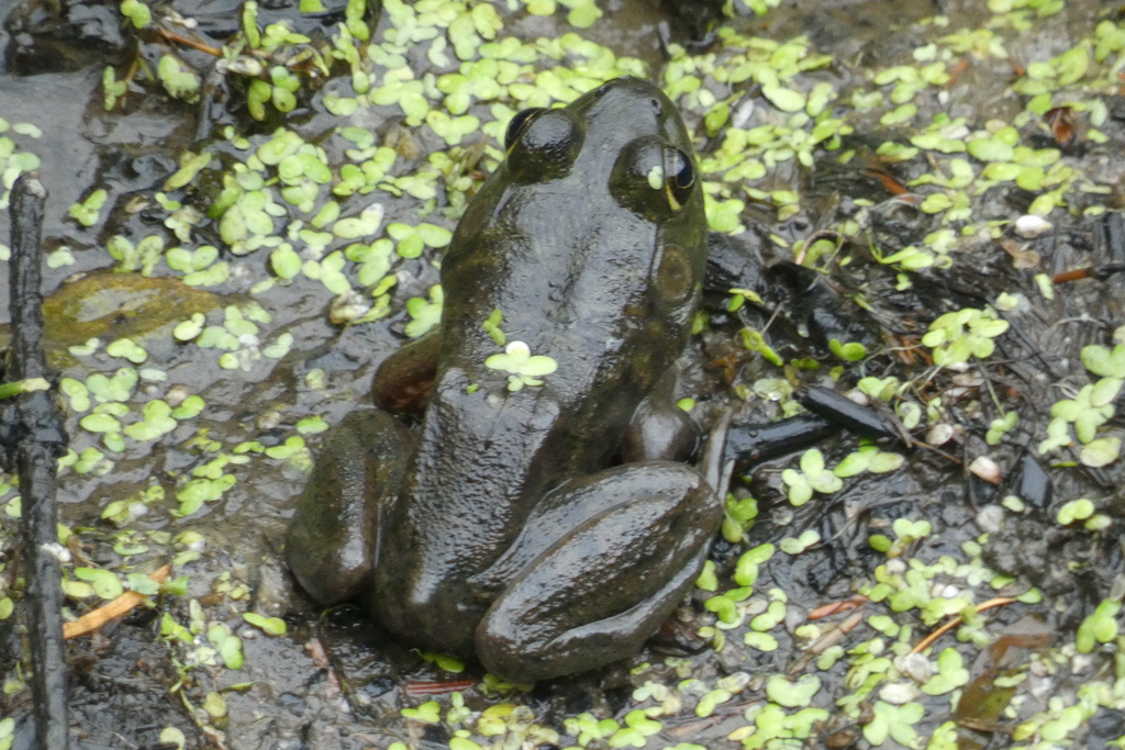 American Bullfrog from Bothell, WA, USA on October 3, 2023 at 10:24 AM ...