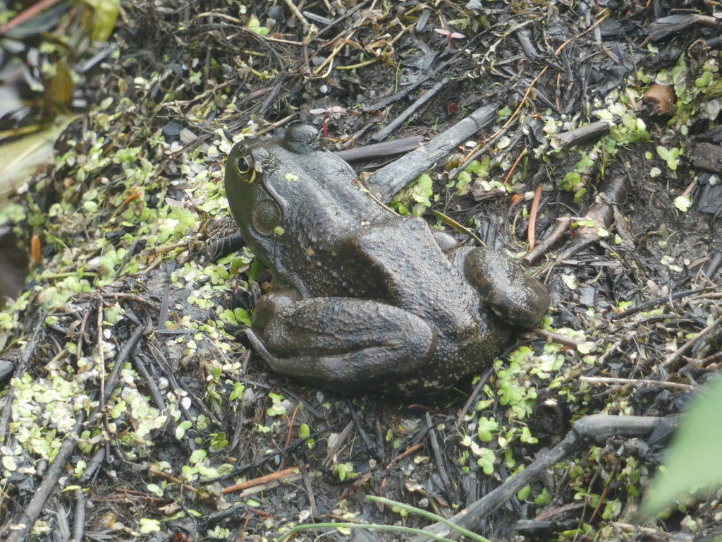 American Bullfrog from Bothell, WA, USA on October 3, 2023 at 02:52 PM ...