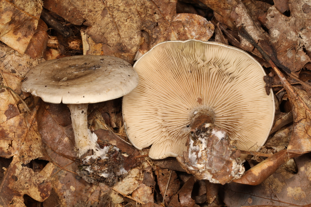 Lulesia mundula from North Park Pittsburgh on September 30, 2023 at 01: ...