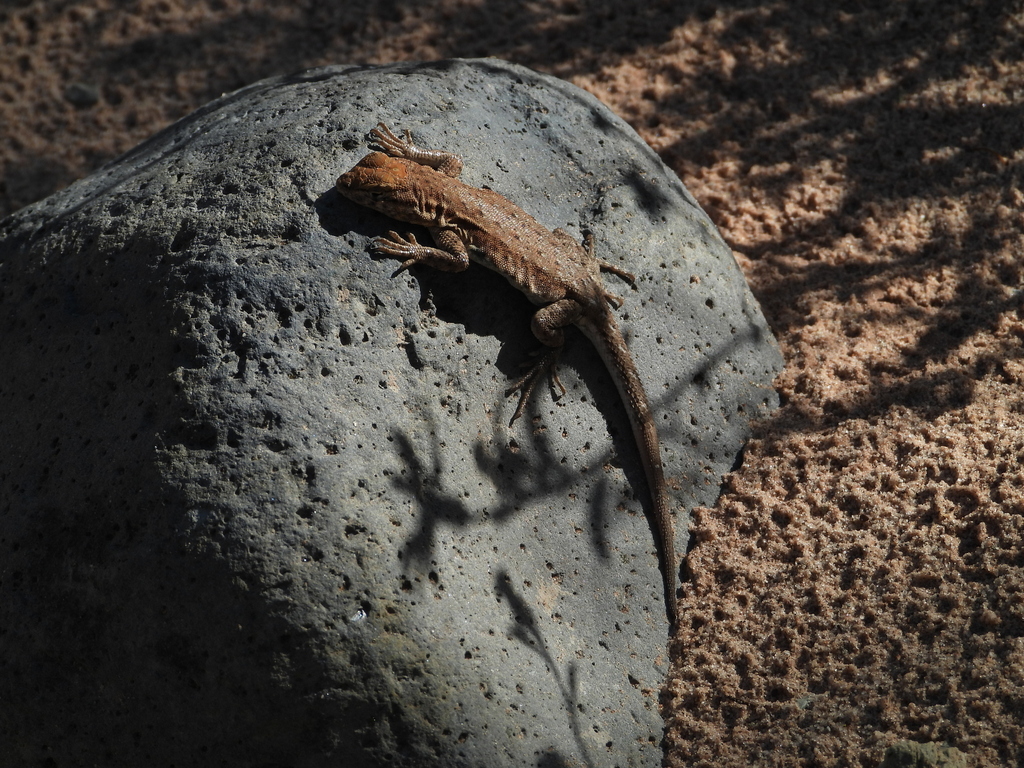 Common Side-blotched Lizard from Washington County, UT, USA on October ...