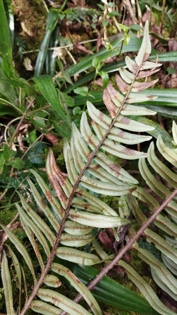(Blechnum bicolor) - Botanical Realm