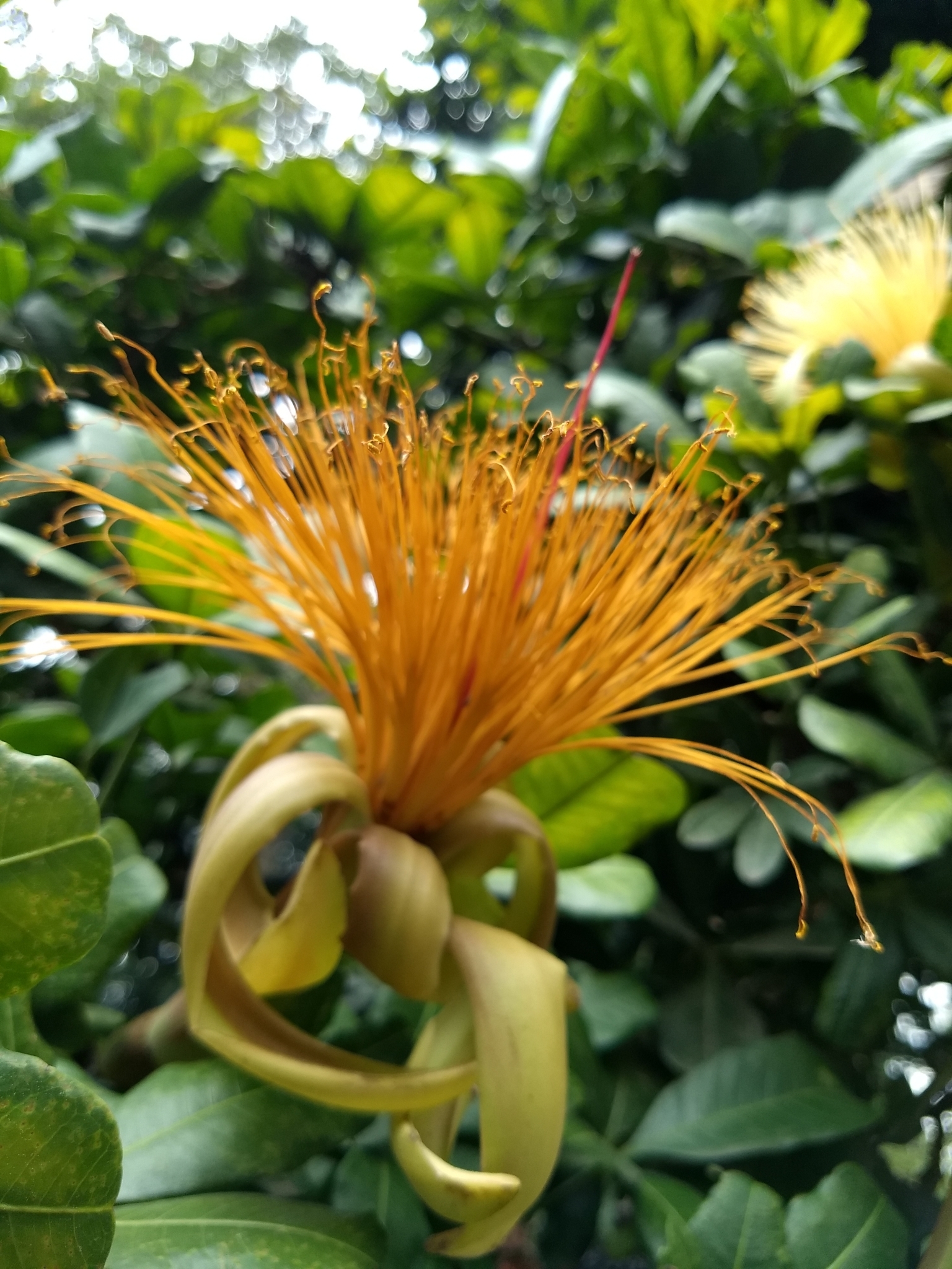 Pachira speciosa Triana & Planch.