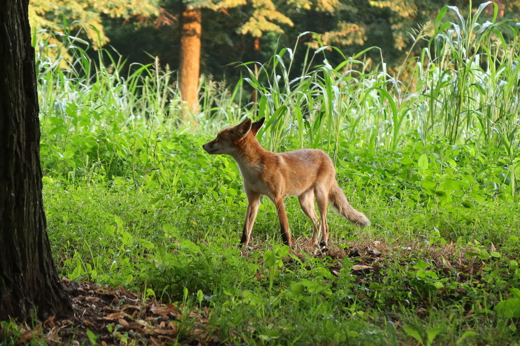 Red Fox from Craiova, Romania on June 28, 2023 at 07:28 PM by tatae ...