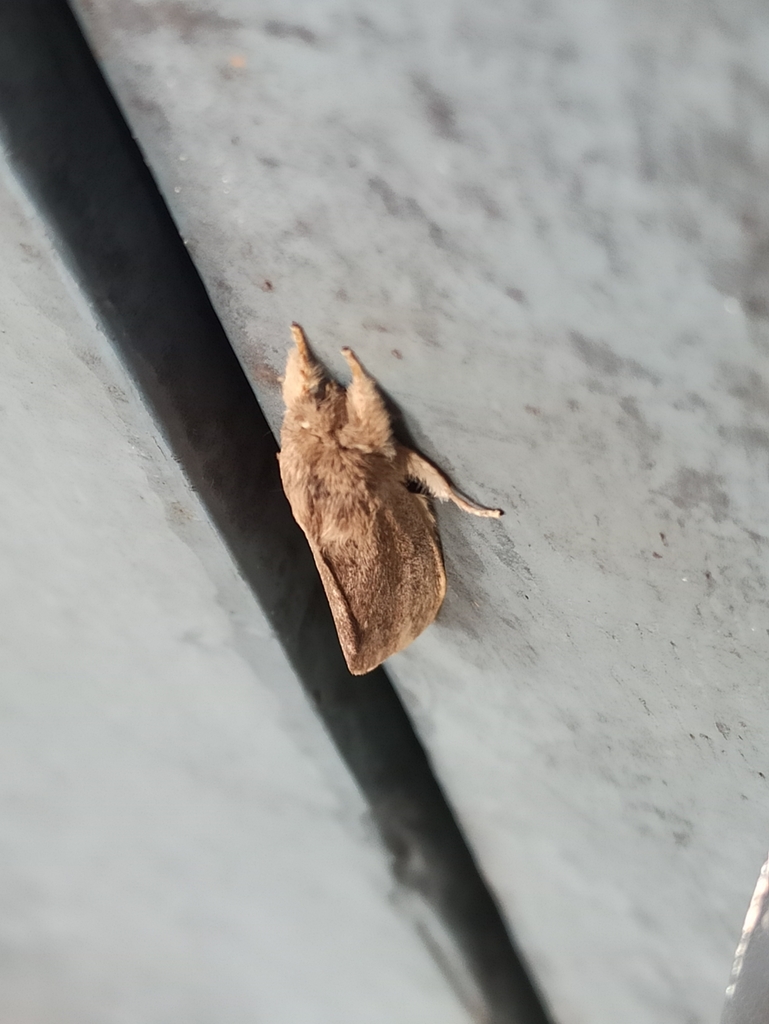 Butterflies and Moths from 36PR+CR4, Kunhimangalam, Kerala 670309 ...