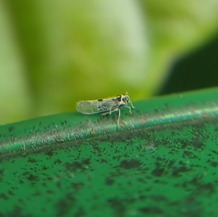 White-backed Planthopper from Bef Wallace Way, Singapore on October 4 ...