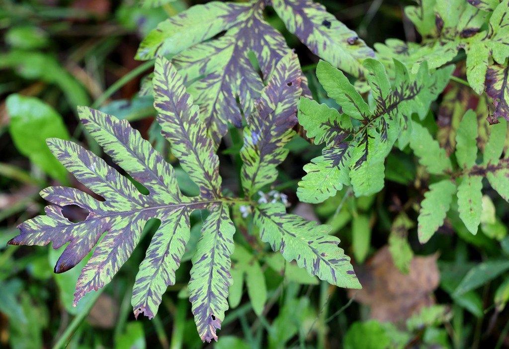 sensitive fern from Shepard Settlement, Onondaga County, NY, USA on ...