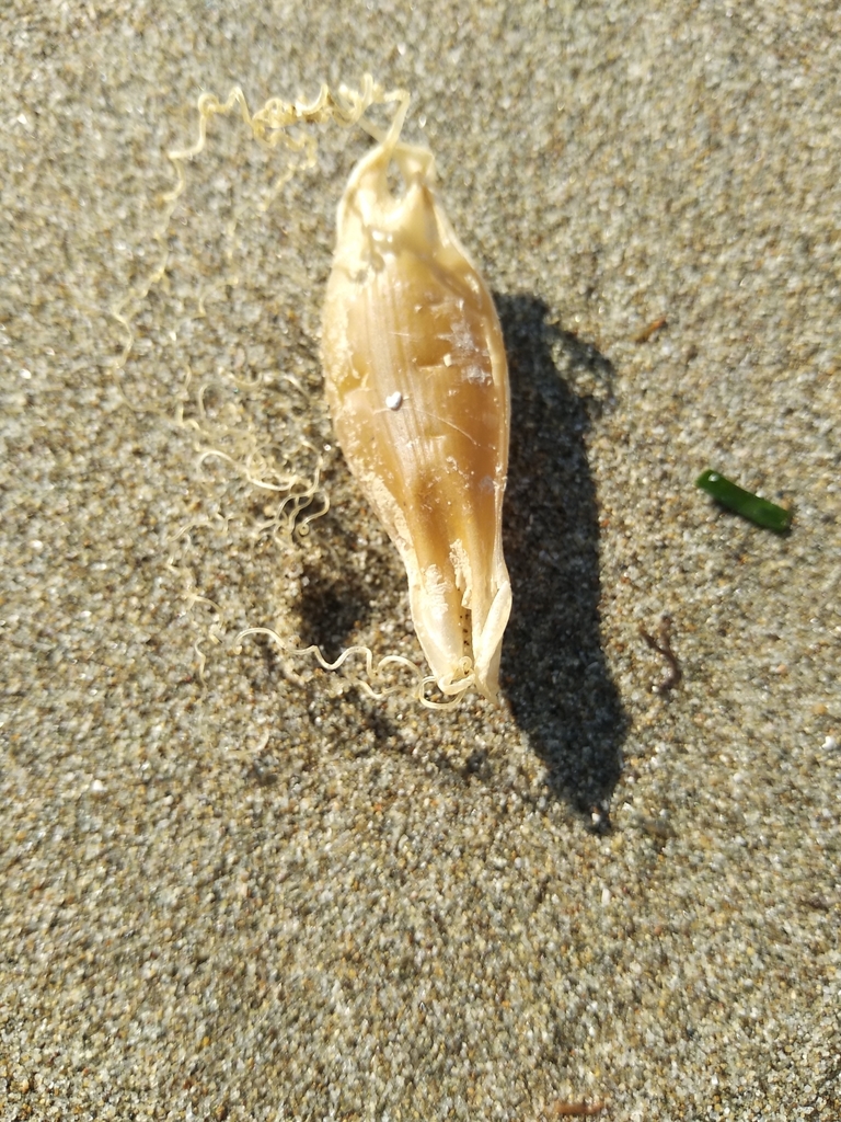 Small-spotted Catshark from Viale del Tirreno, 82, 56128 Marina di Pisa ...