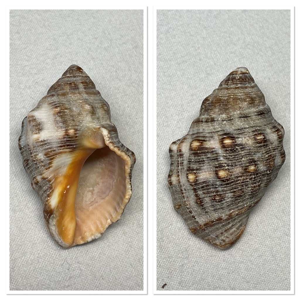 Red-mouthed Dog Winkle from Pointe Croisette, Cannes, Frankrijk on July ...