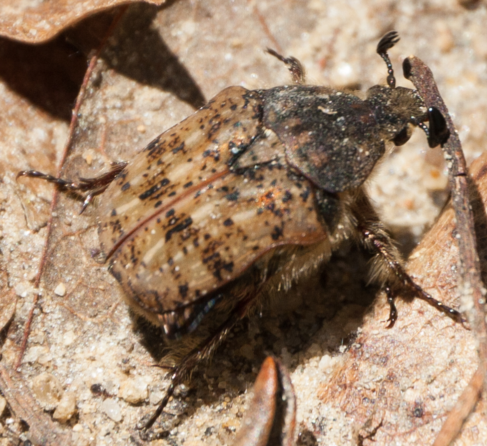 Bumble Flower Beetle (Coleoptera of Ohio) · iNaturalist