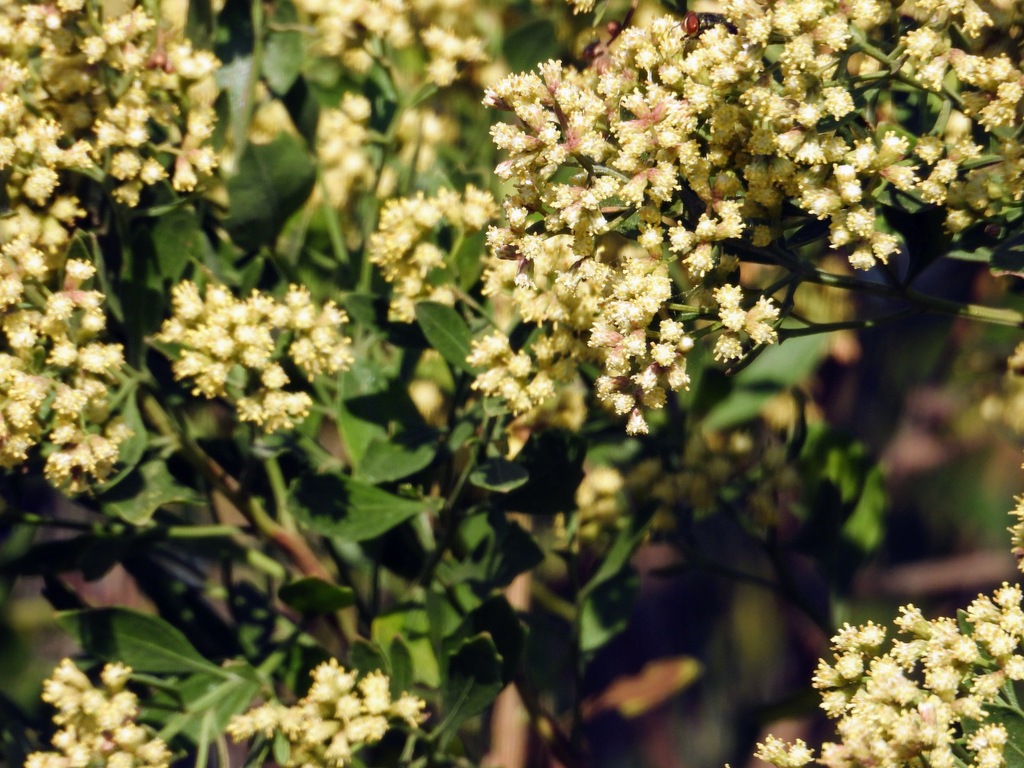 groundsel tree from Sussex County, DE, USA on October 4, 2023 at 09:07 ...