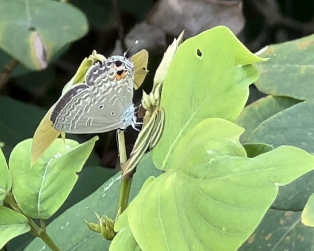 Catochrysops from Esen Beach, Permatang Damar Laut, Penang Island on ...