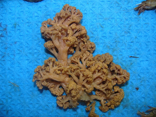 Corail fleuri (Duva florida) especessauvages.ca