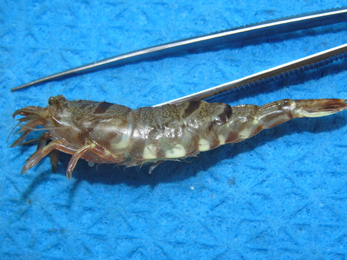 クロザコエビ属 (Argis)