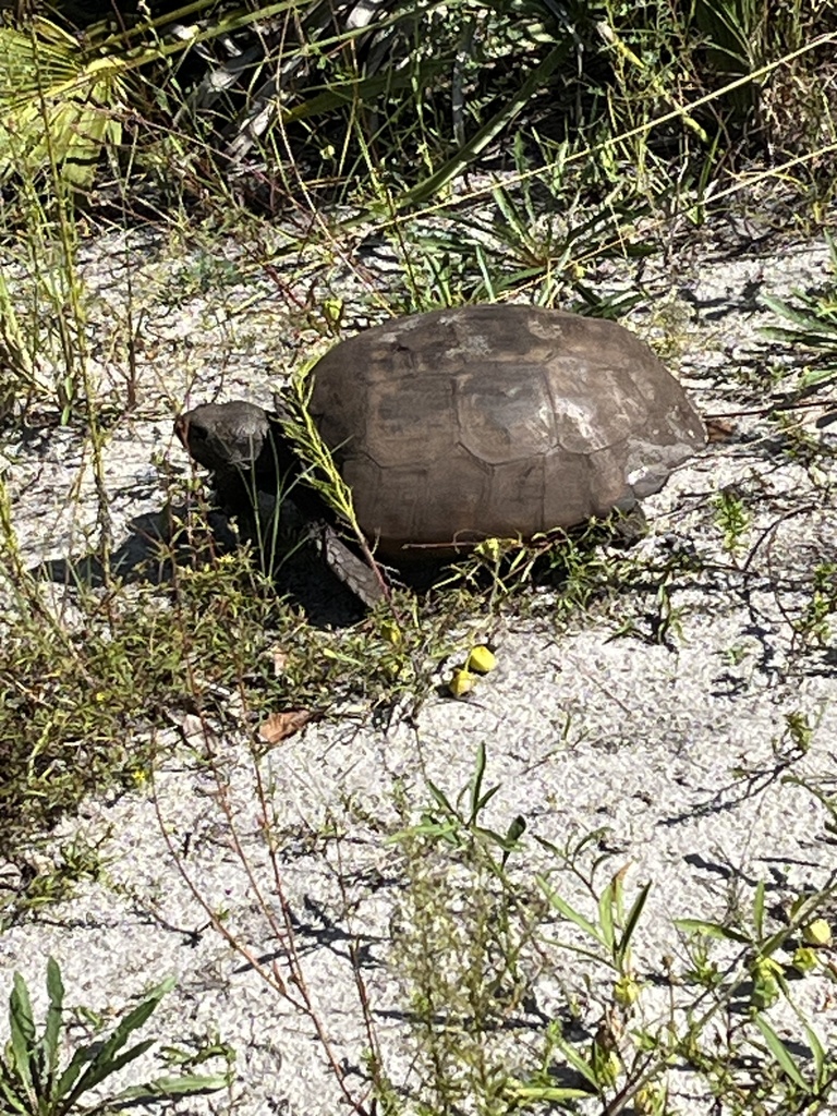 Gopher Tortoise in October 2023 by jaltemus · iNaturalist