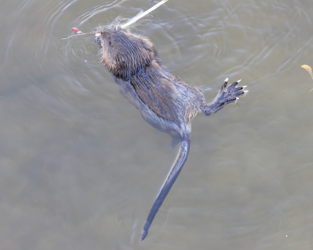 Muskrat from Duck, NC on October 3, 2023 at 05:05 PM by jefflewisnature ...
