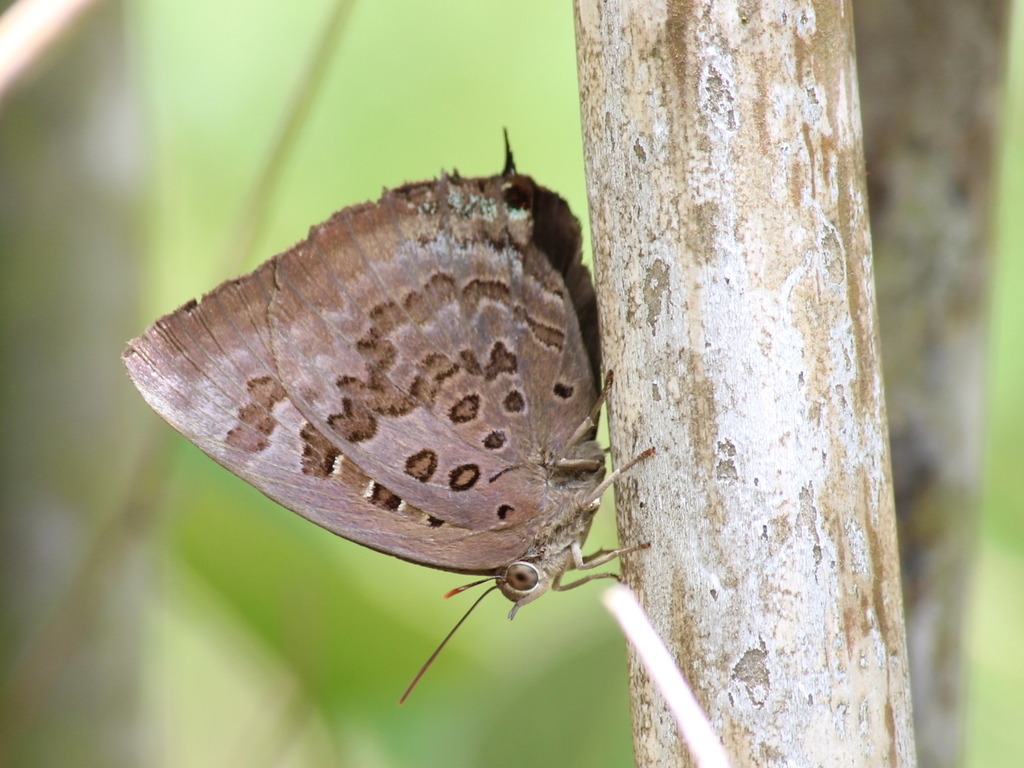 Large Oakblue (Butterflies of Bangalore) · iNaturalist Mexico