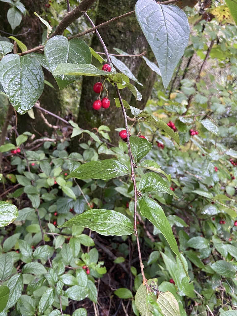Bullate Cotoneaster from Bowes Close, Bury, England, GB on October 4 ...