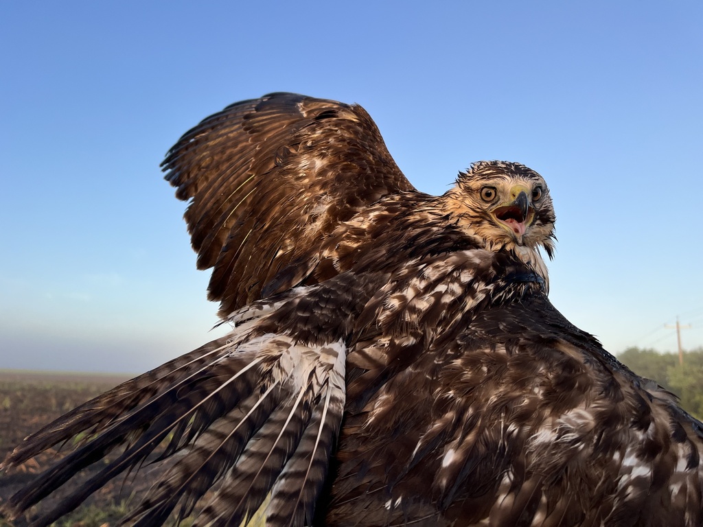 Swainson's Hawk from FM-1539, Alice, TX, US on October 4, 2023 at 07:43 ...