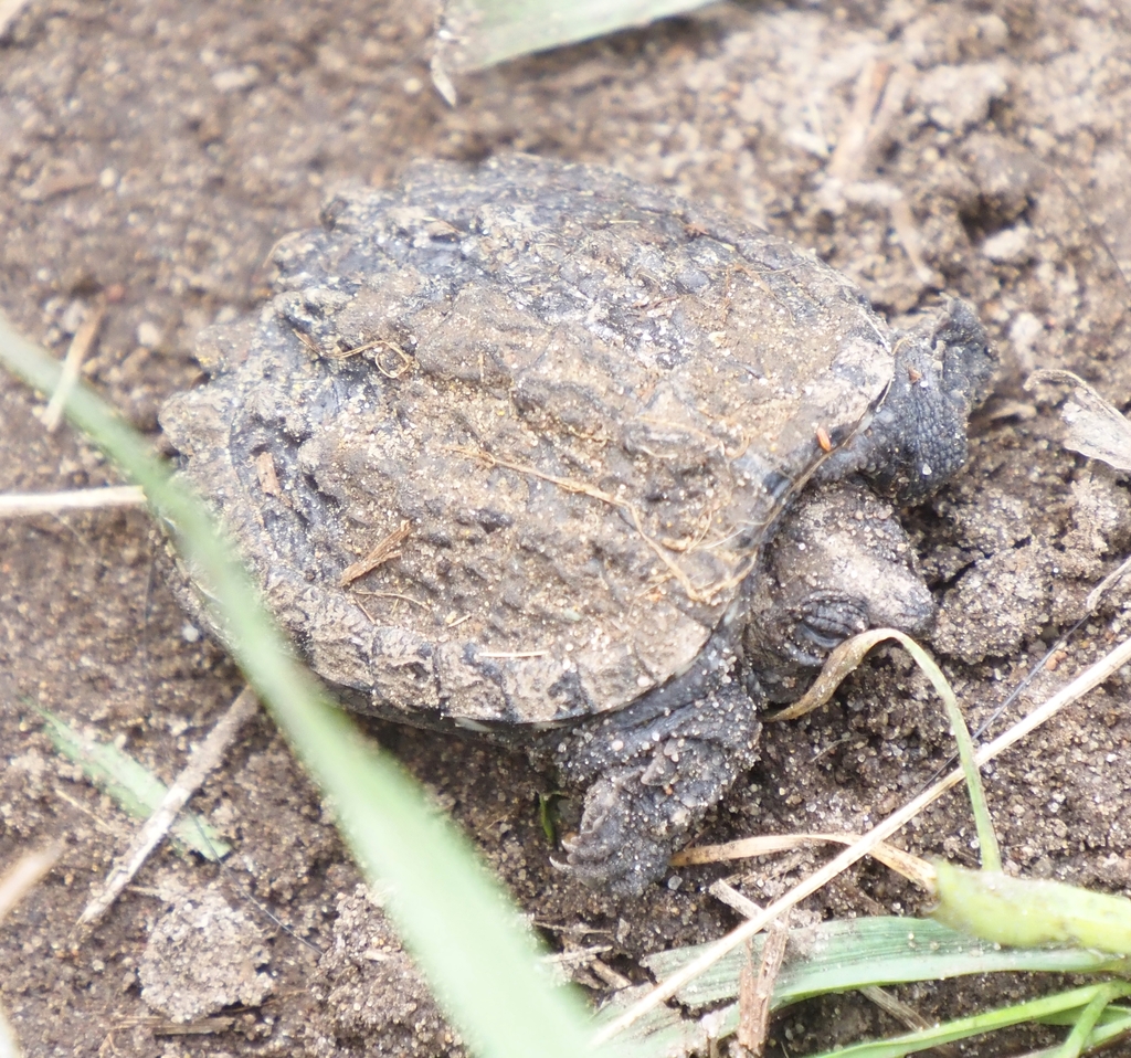 Common Snapping Turtle from Jackson County, MI, USA on September 29 ...