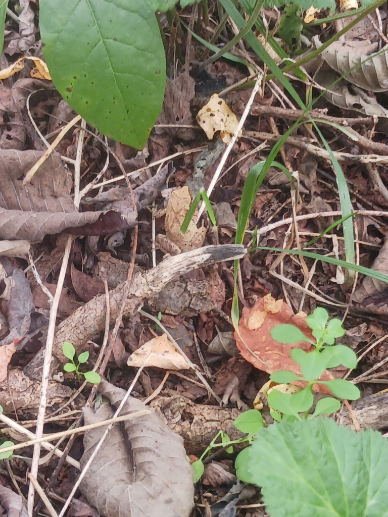 Spring Peeper from Dexter Township, MI, USA on October 4, 2023 at 11:31 ...