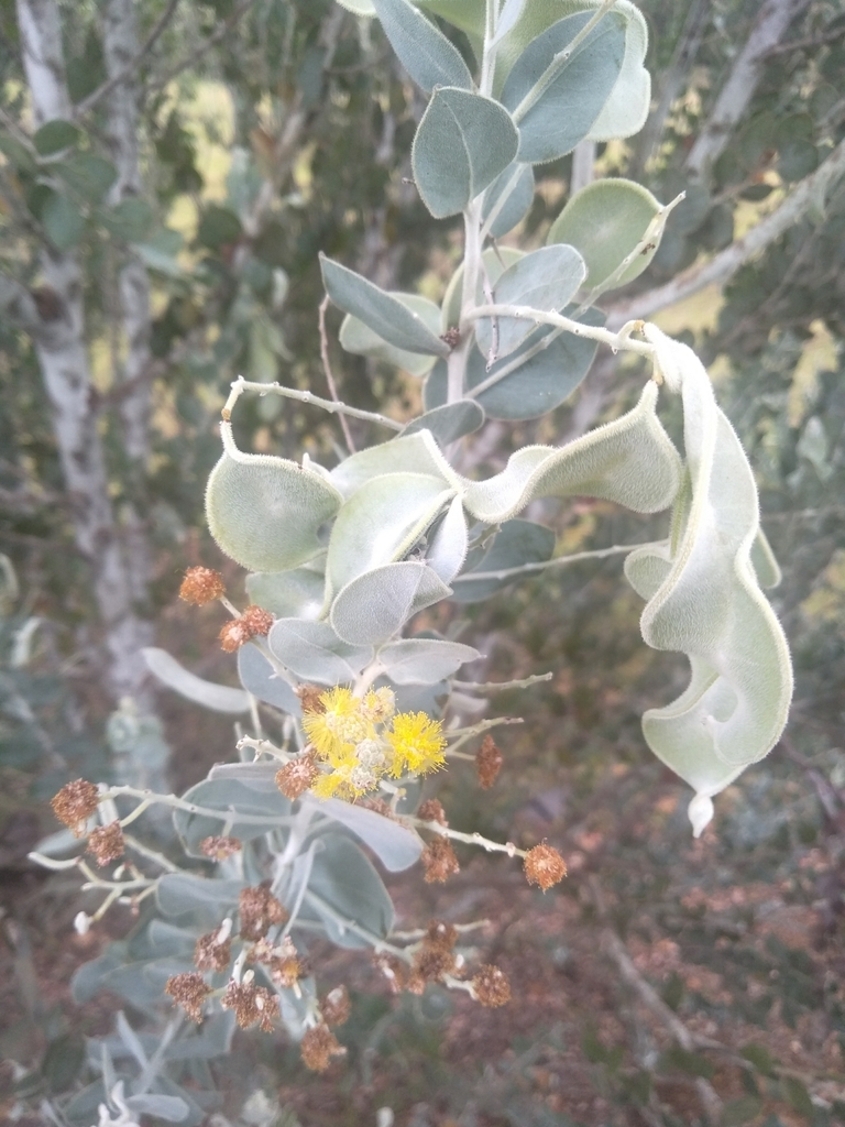Queensland silver wattle from MPQX+RQW, Nairobi, Kenya on October 4 ...
