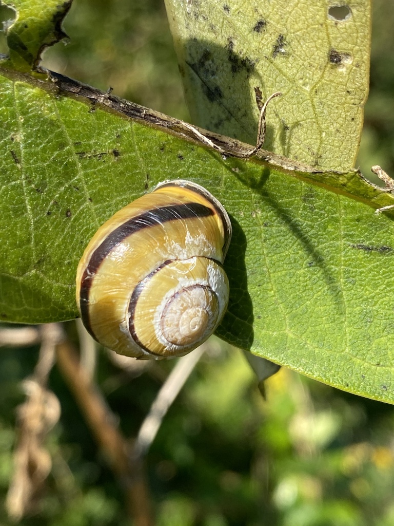 Brown-lipped Snail from Cape Cod National Seashore, Eastham, MA, US on ...