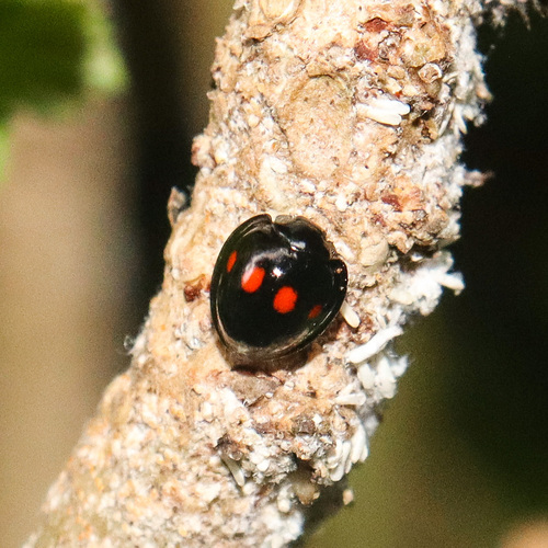 Chilocorus infernalis · iNaturalist