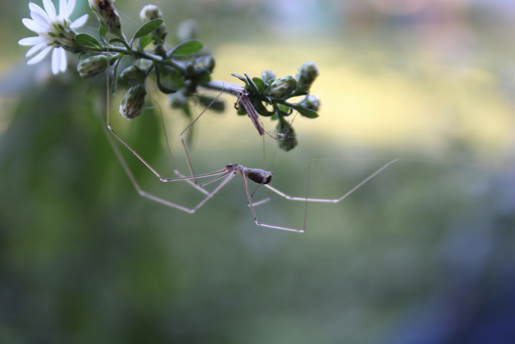 Cellar Spider in October 2023 by Matthew Lindsey. Dark stripes on ...