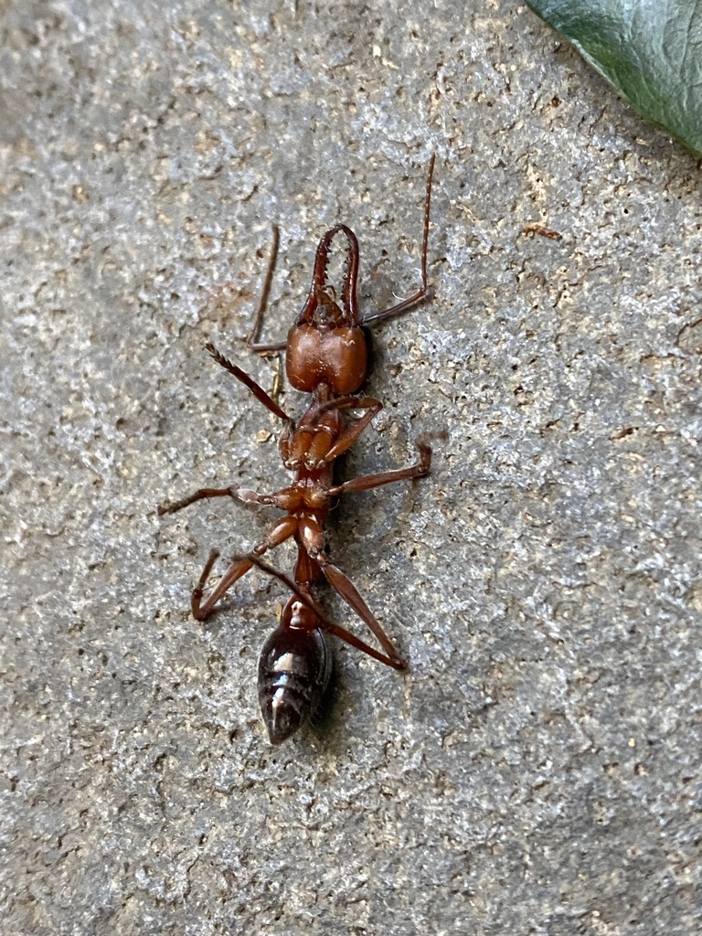 Gulosa-group Bull Ants from Mountain View Rd, Maleny, QLD, AU on May 27 ...