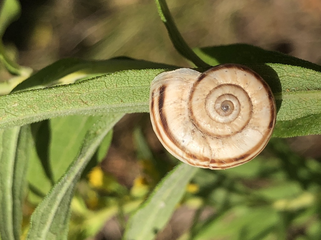 Eastern Heath Snail from Huron Natural Area, Kitchener, ON, CA on ...