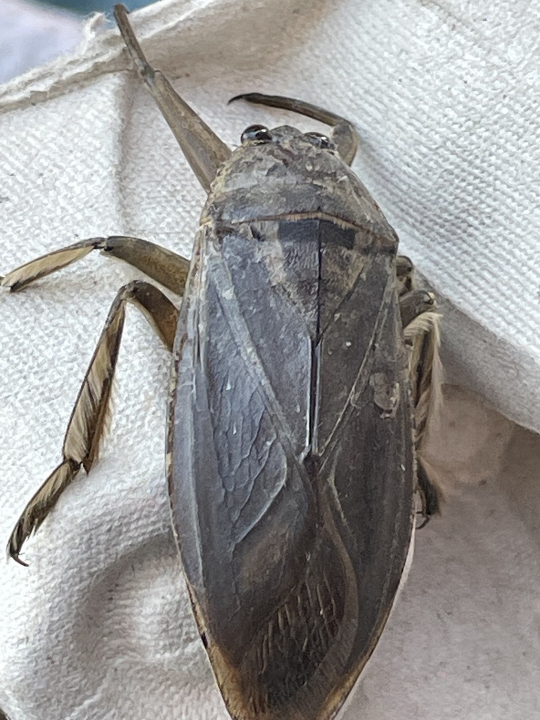 American Giant Water Bug from Culvers Pond on October 4, 2023 at 08:12 ...