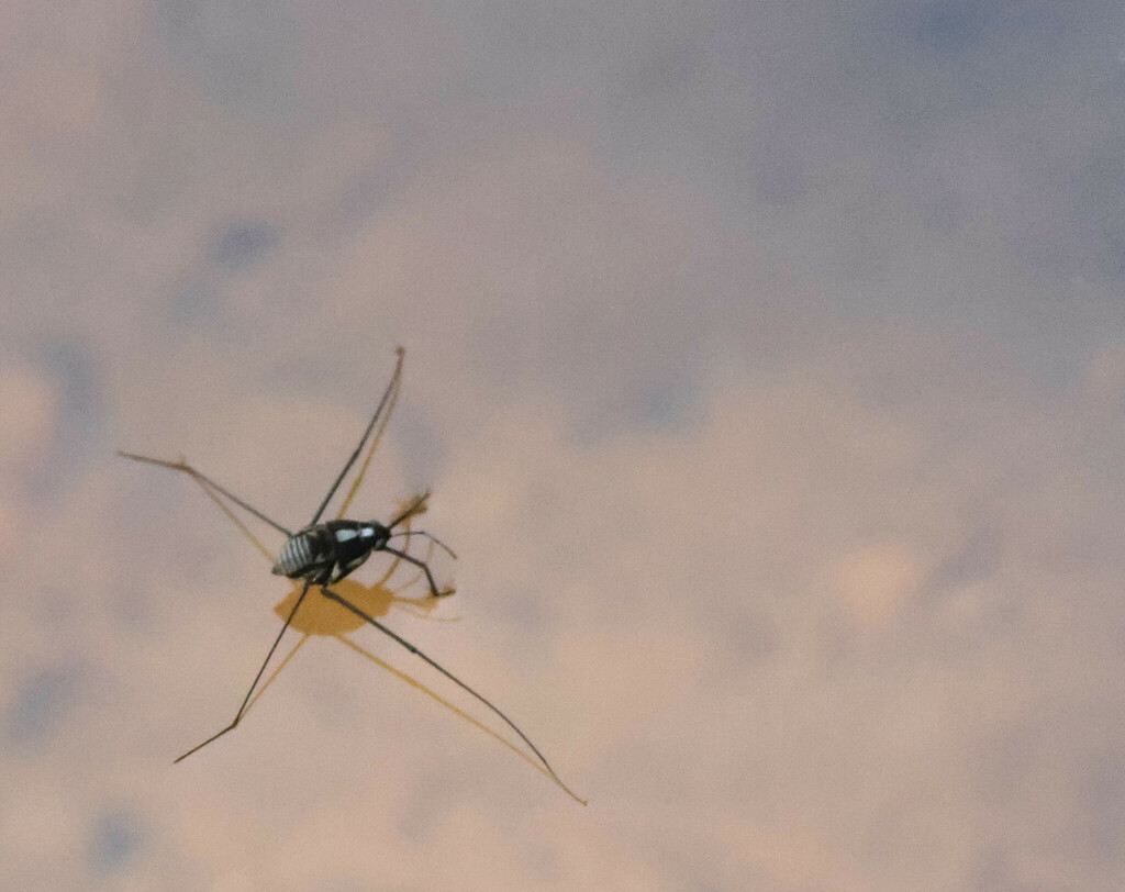 Metrobates hesperius from Greenville Technical College Nature Trail ...