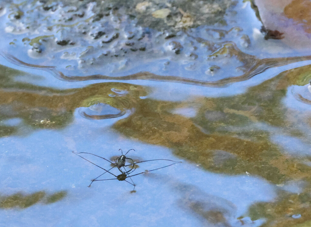 Metrobates hesperius from Greenville Technical College Nature Trail ...