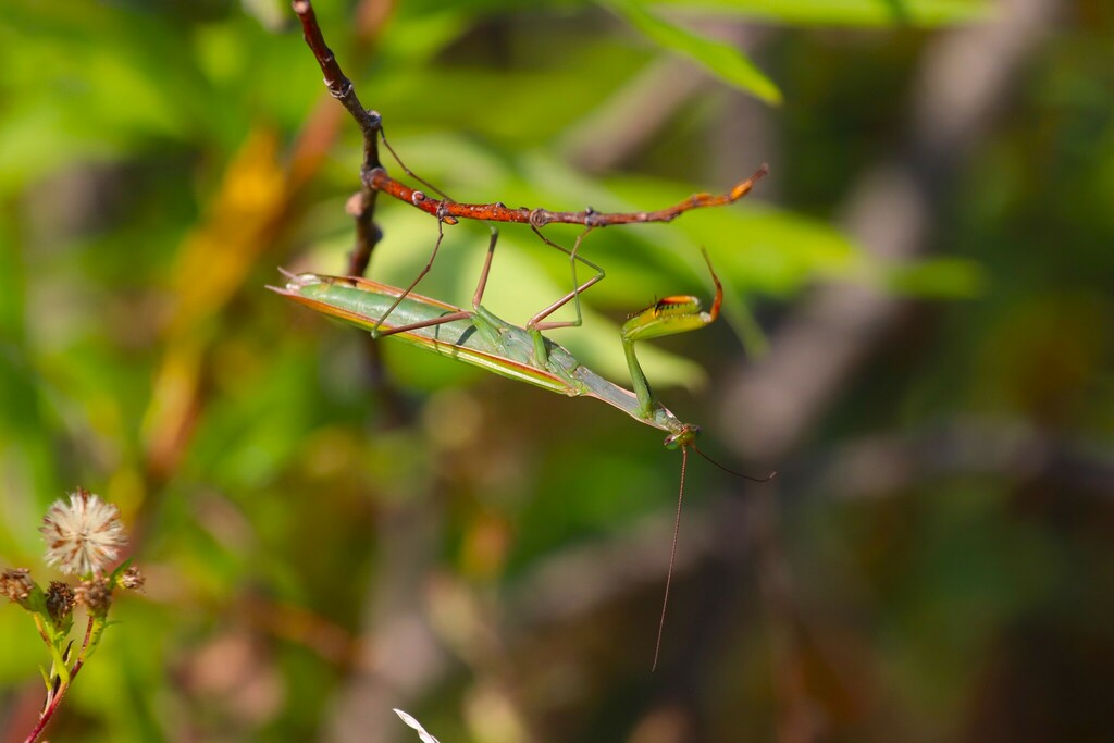 European Mantis from Bruce County, ON, Canada on September 30, 2023 at ...