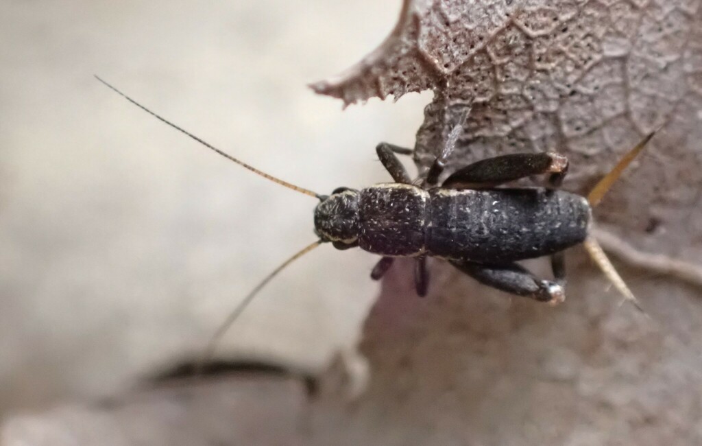 Brown Scale-cricket from Hérault, Languedoc-Roussillon, France on ...