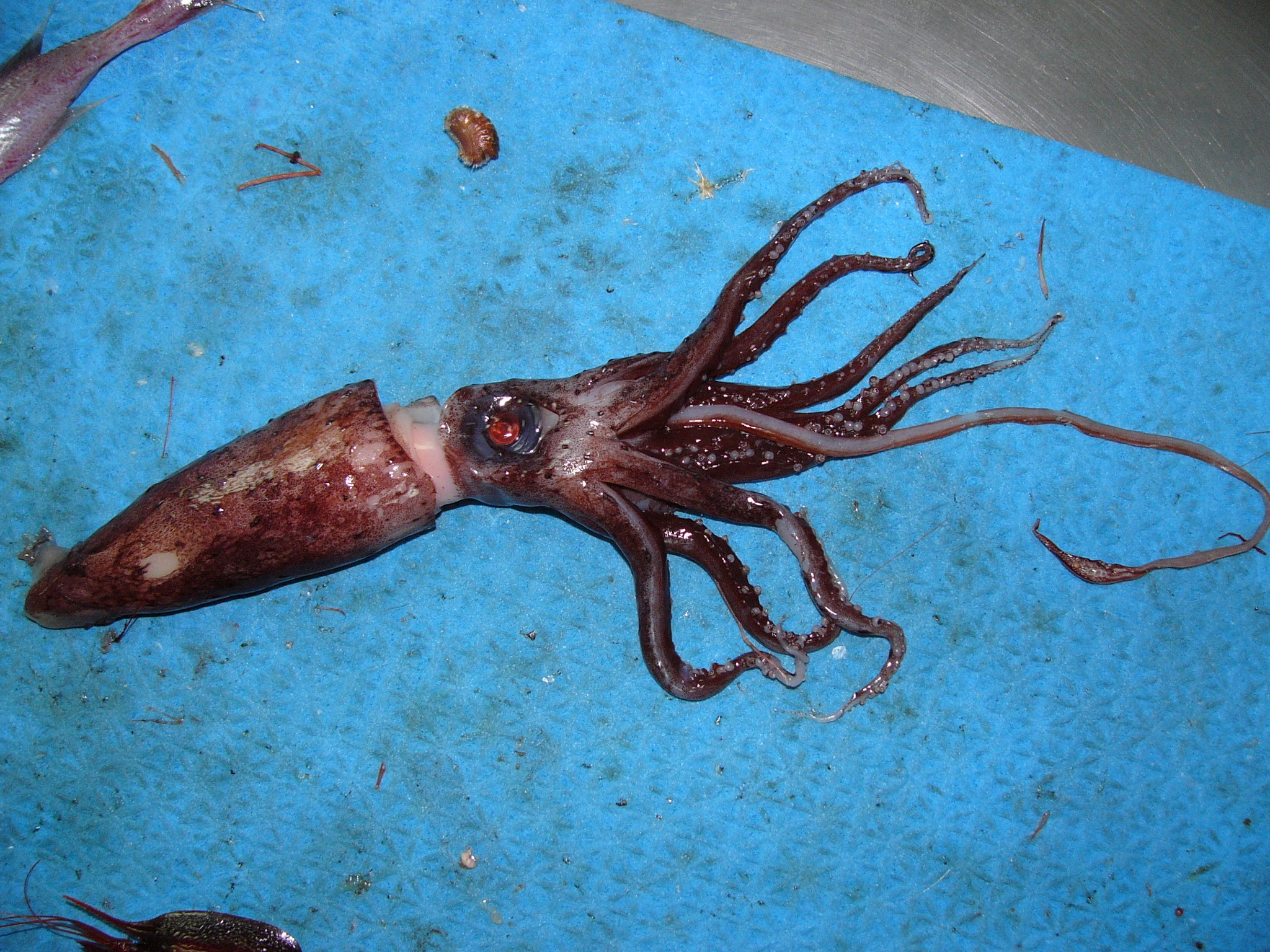 Jewel Squid The Cephalopoda