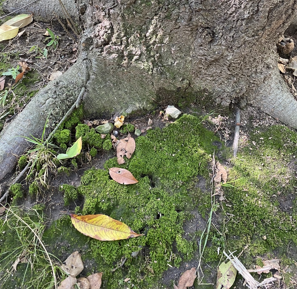 boulder broom moss from Brighton, Boston, MA, USA on October 4, 2023 at ...
