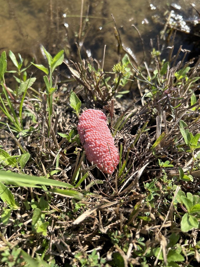 Island Apple Snail from Johnston St, Lafayette, LA, US on October 1 ...